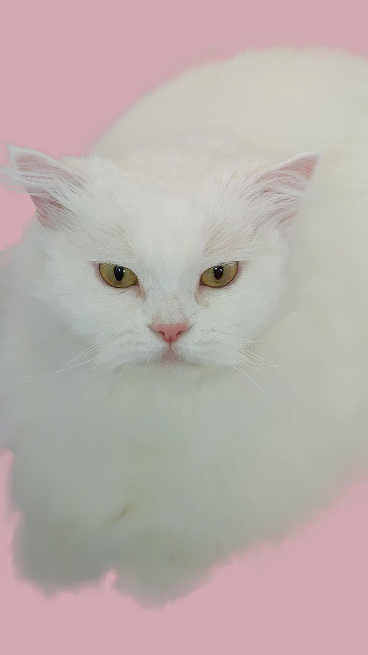 My Kitty Cat Cover – MyKittyCatCover